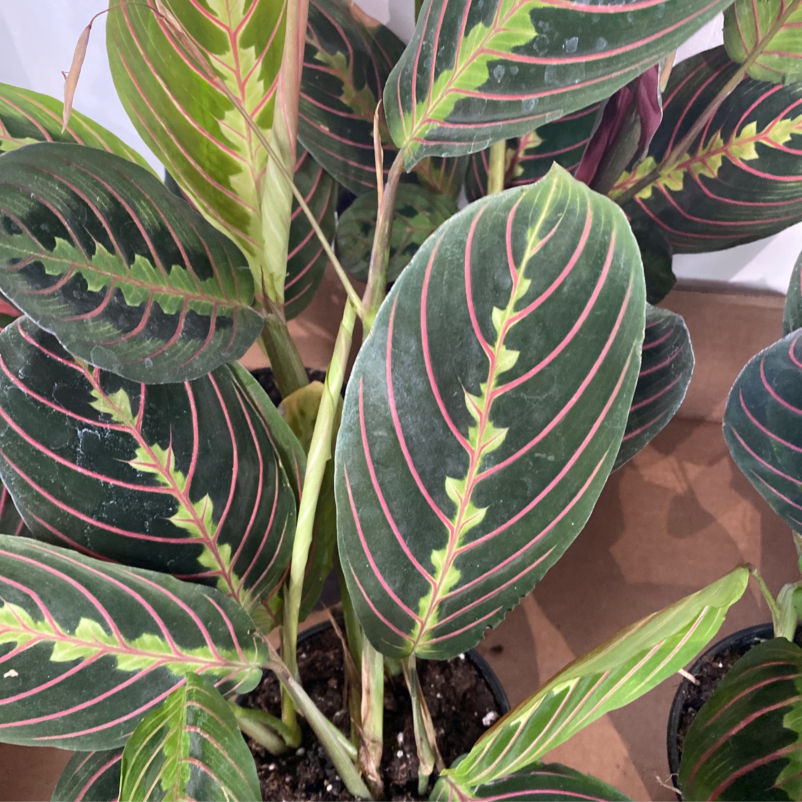 Maranta Red Prayer | Sterner's Stems